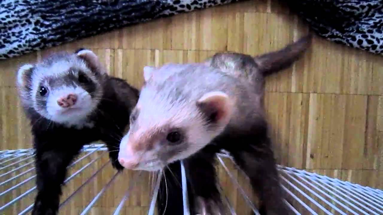 fretjes Eddy en Poppy - YouTube