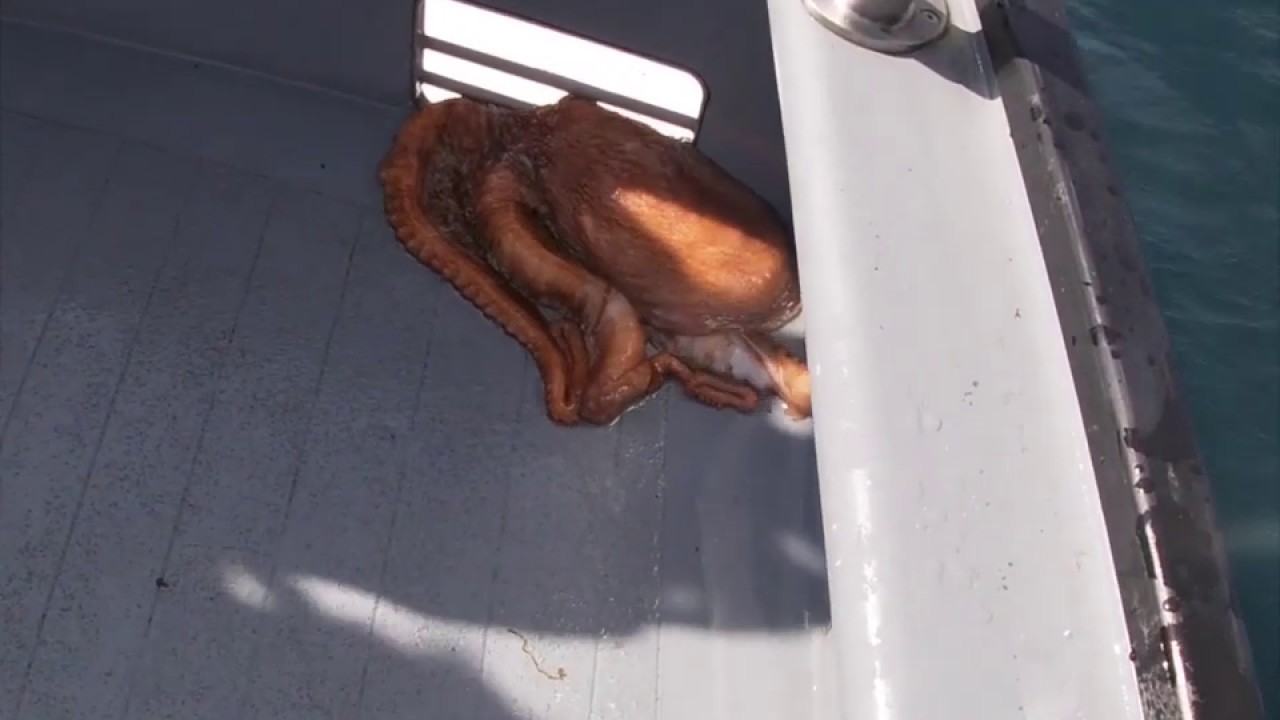 Catching a Giant Pacific Octopus in Alaska - YouTube