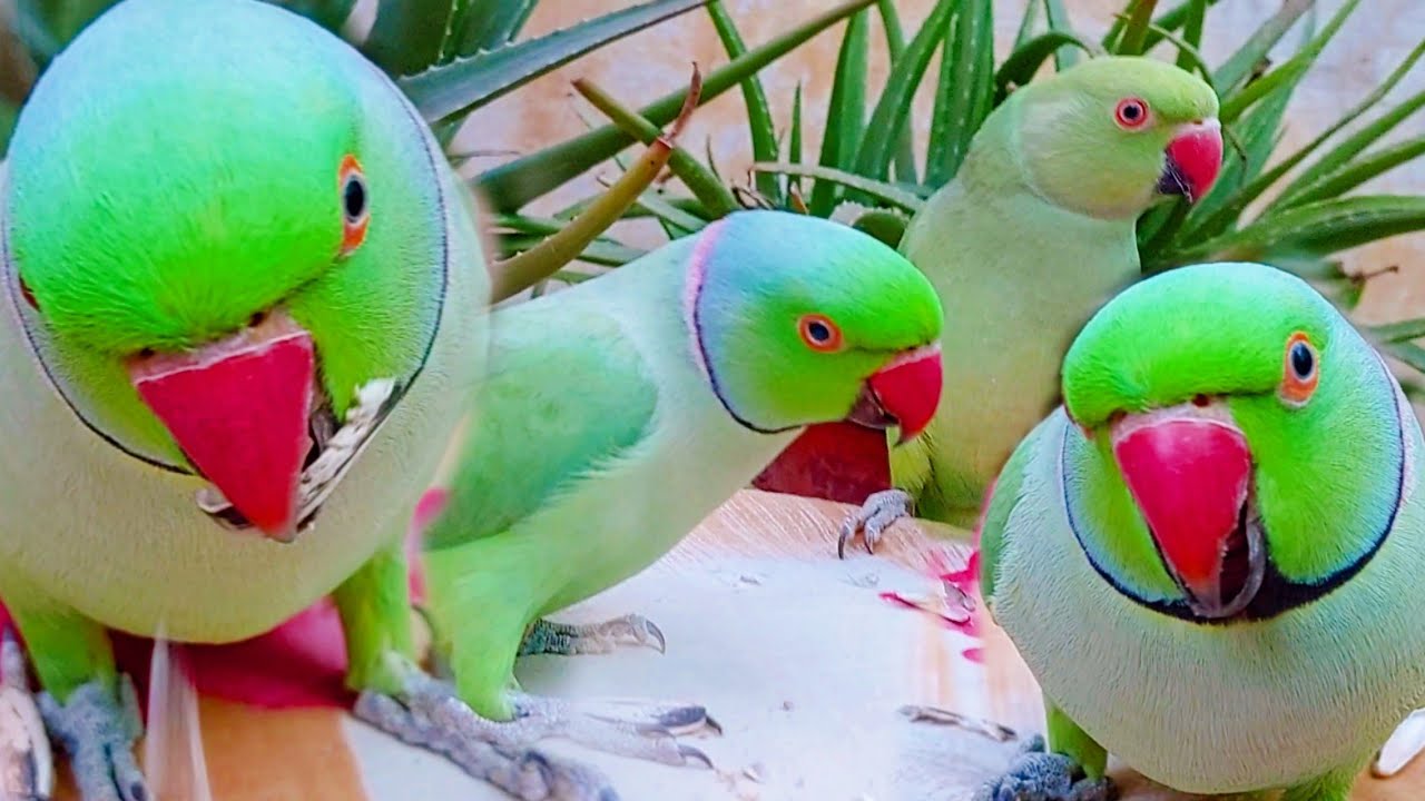 Indian Ringneck With Female Natural Beautiful Talking Parrot🥀 ️ - YouTube