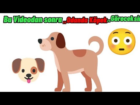 Bu Videodan sonra oradan da köpek göreceksin