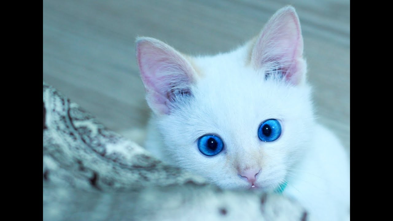 BABY KITTEN Red point siamese - YouTube