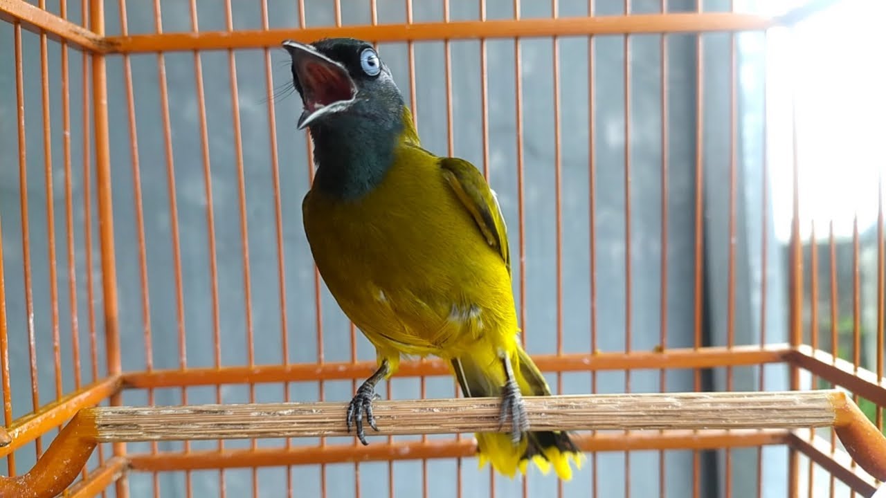 Kalau cari burung yg mahal aku mundur, tapi kalau cari burung mewah dan ...