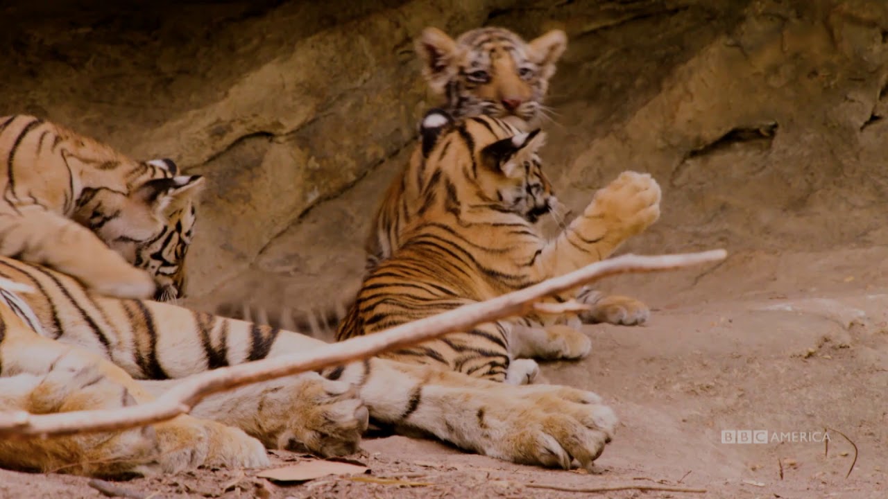 Tiger Cubs | Dynasties Premieres Saturday January 19 at 9pm | BBC ...