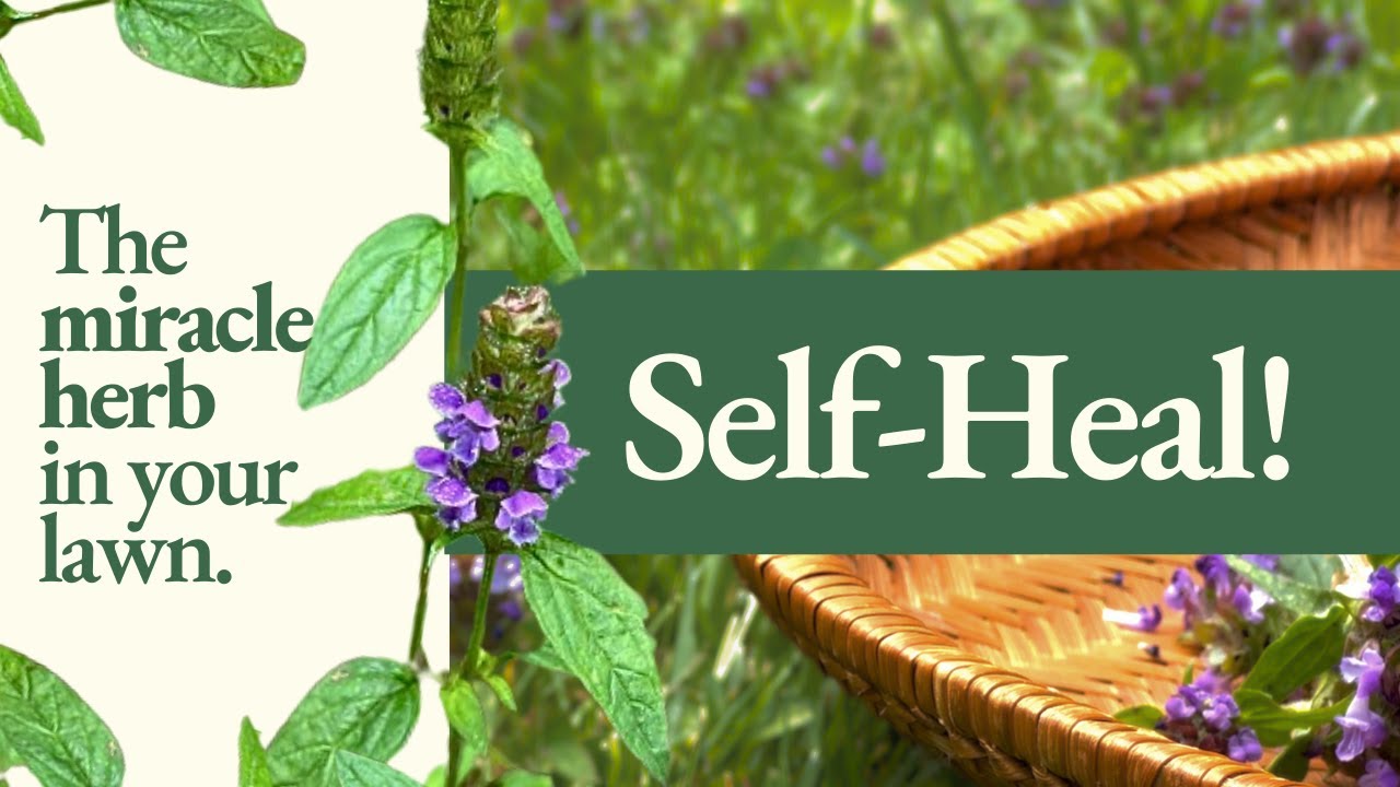 Self-Heal! Health Benefits, Medicinal Uses & How to Identify - YouTube