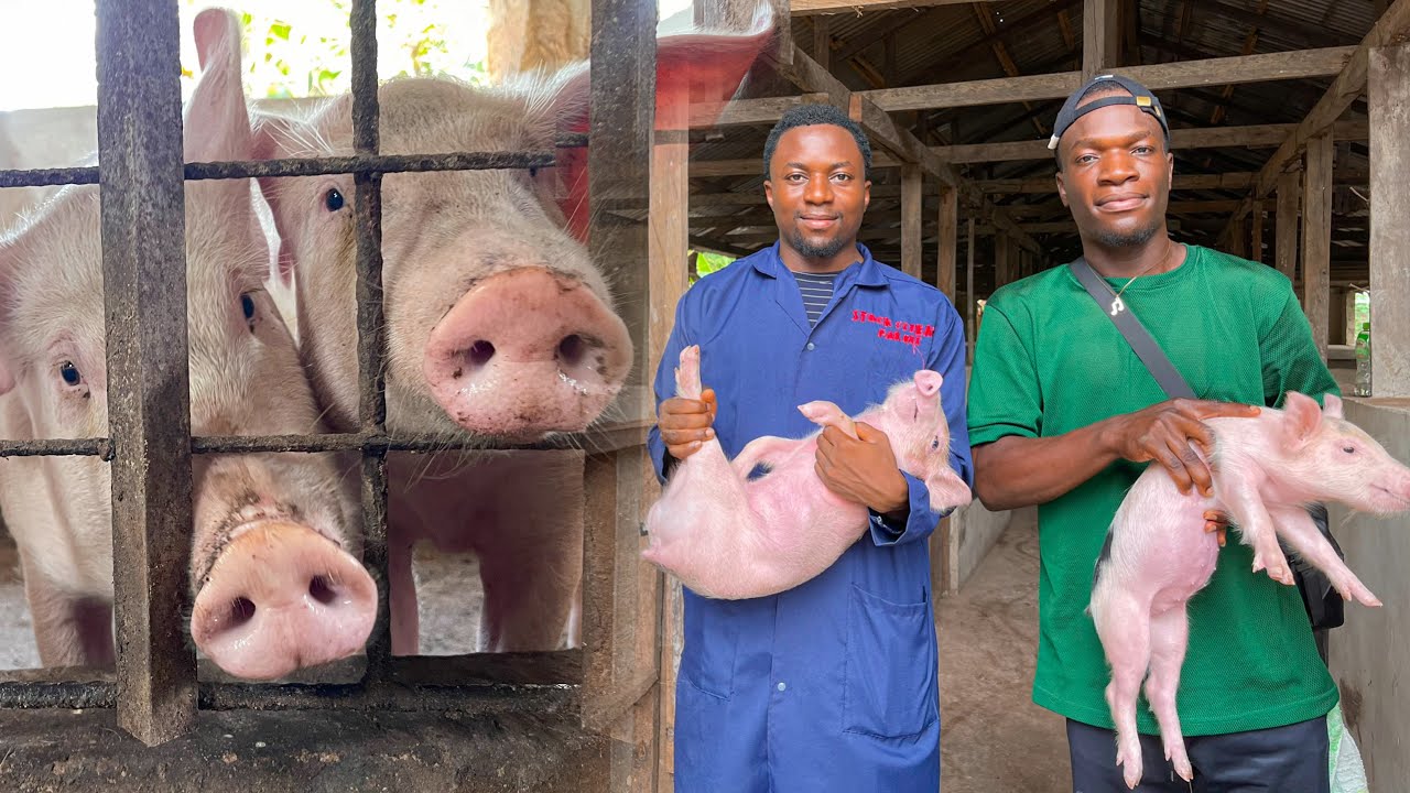 I Started My Farm With The 6 Pigs I Used For My School Project And Now ...