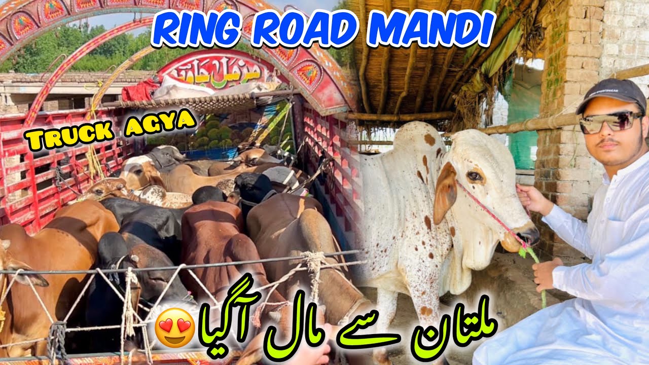 Ring Road Mandi My Bary janwar😍||Mandi my Multan k truck ki entery🔥12/5 ...