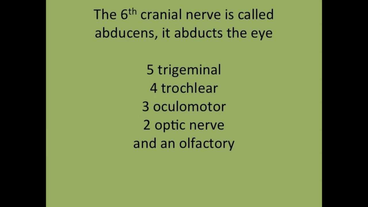 UT SLP Cranial Nerve Song - YouTube