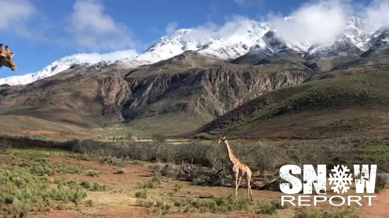 An amazing video of a giraffe with snow in South Africa - YouTube