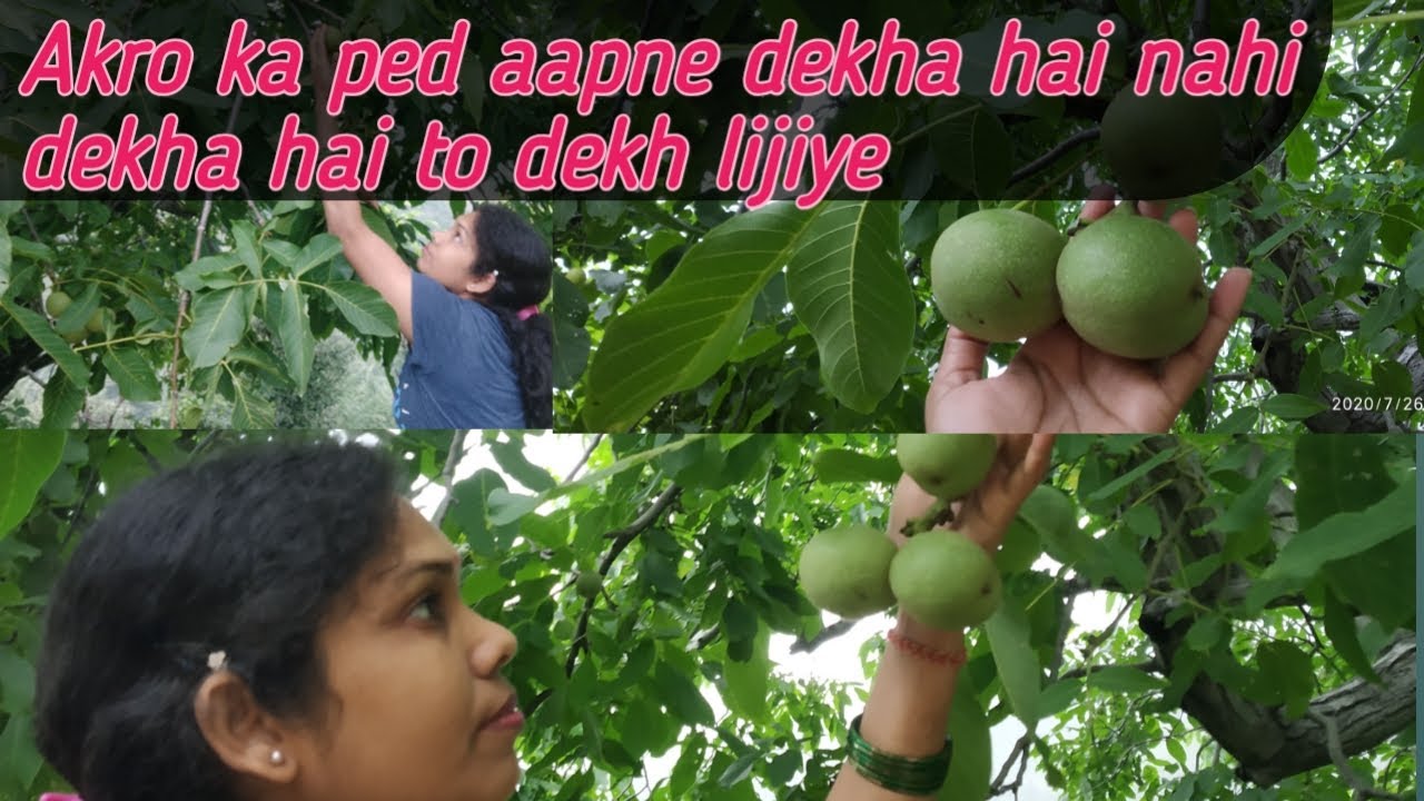 अखरोट का पेड़ कैसा होता हैं आप भी देखे Akro ka ped - YouTube