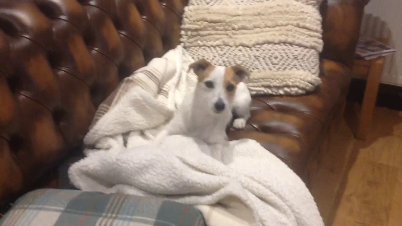 why do dogs love bones so much? - YouTube