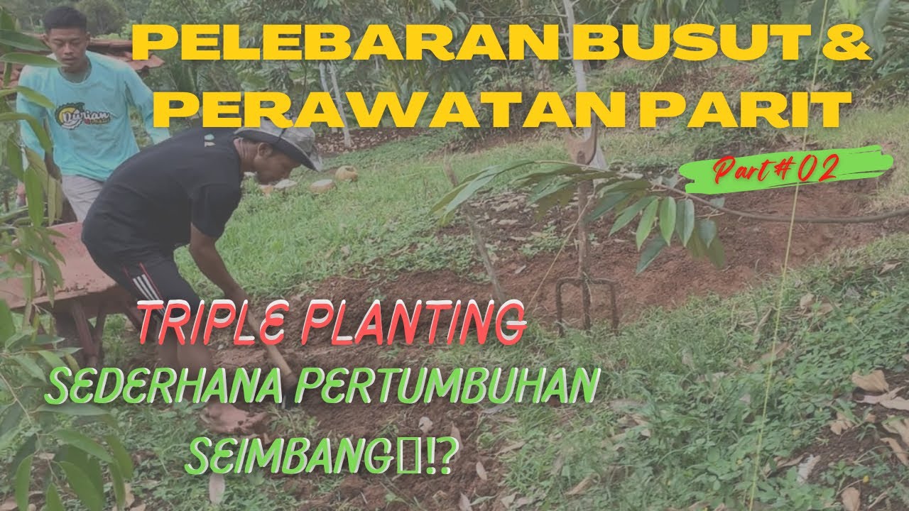 PELEBARAN BUSUT & PERAWATAN PARIT PADA KEBUN DURIAN SISTEM TRIPLE ...