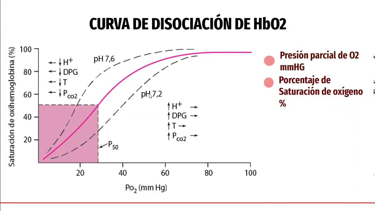 curva de disociación de HbO2, medición PO2 Y PCO2 - YouTube