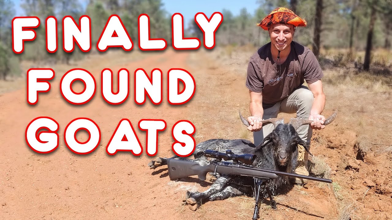 FINALLY FOUND THE GOATS! | NSW State Forest Hunt - YouTube
