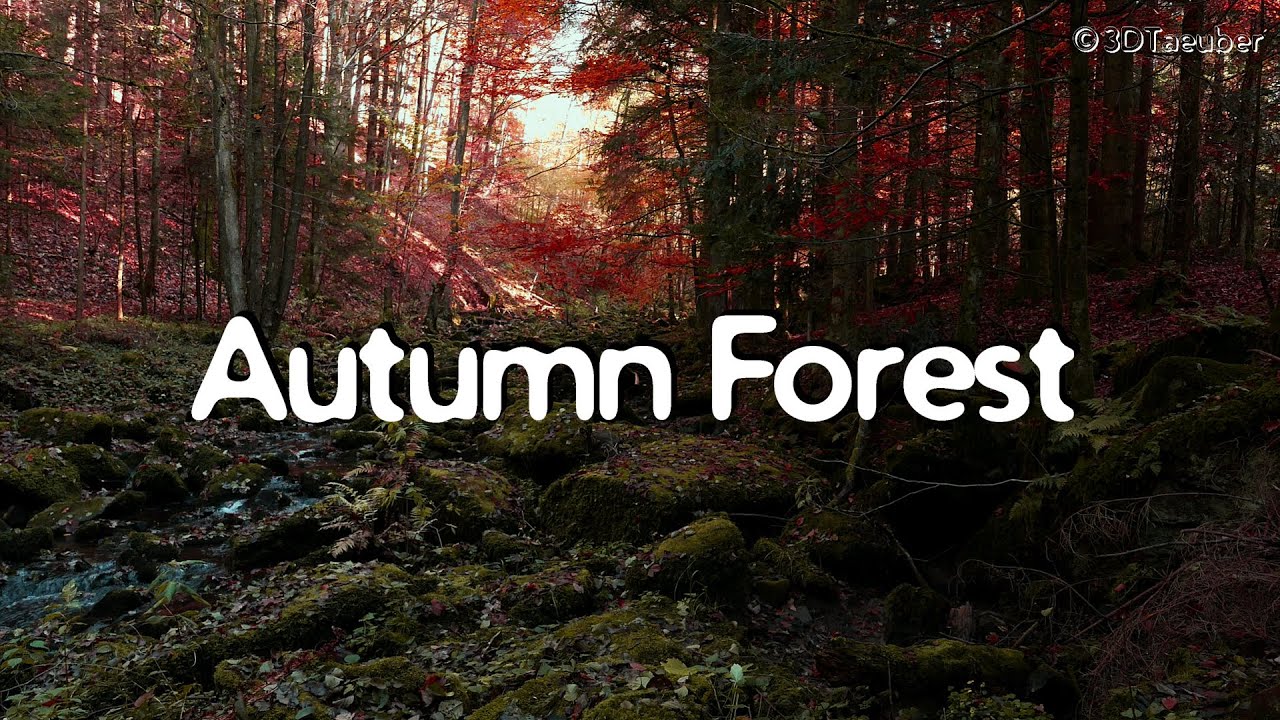 AUTUMN FOREST Sounds 1 Hour Video, Nature Relaxation @ Waterfall - YouTube