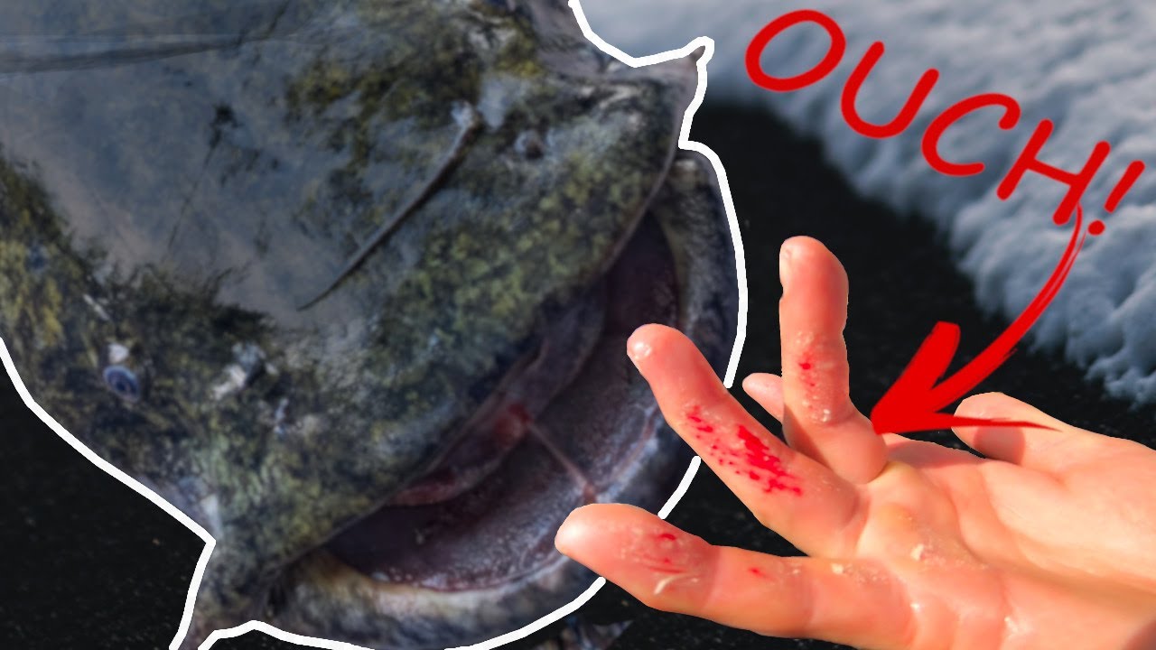 Summer Catfish Action [ATTACKED BY CATFISH!] - YouTube