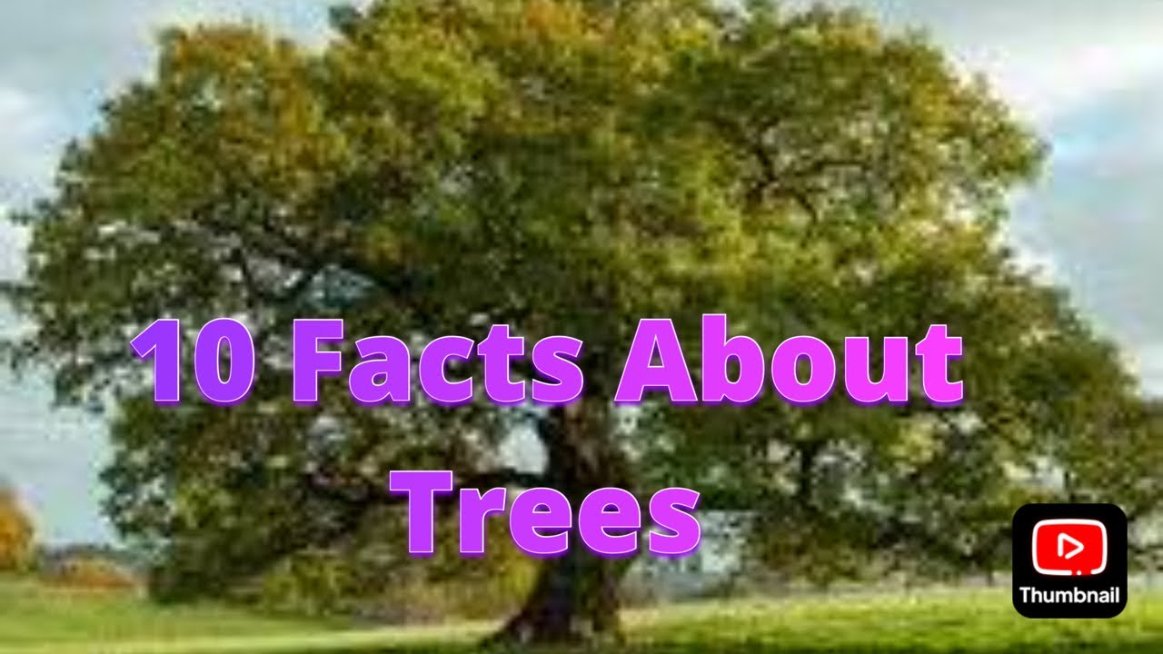 10 Secret Facts About Trees 🏝| Facts About Nature | Latest Facts - YouTube
