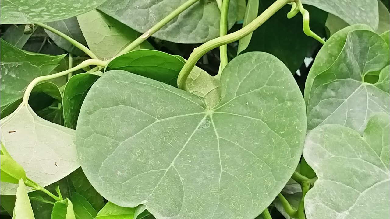 Giloy (Tinospora Cordifolia) Plant (herb) and it's benefits - YouTube