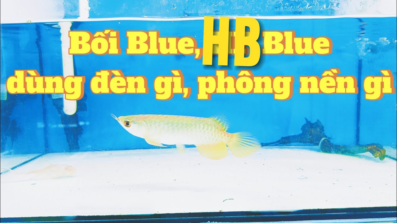 Bối Blue, HB Blue dùng đèn gì, phông nền gì - YouTube
