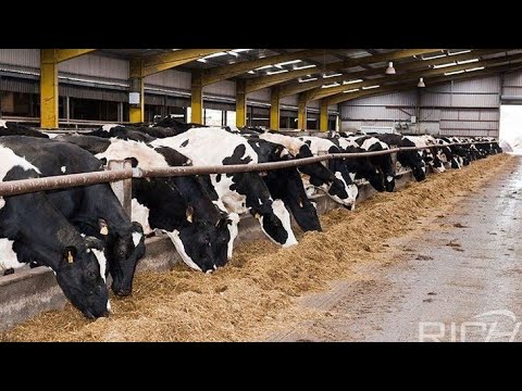 Loading livestock || Loading Animal's - YouTube