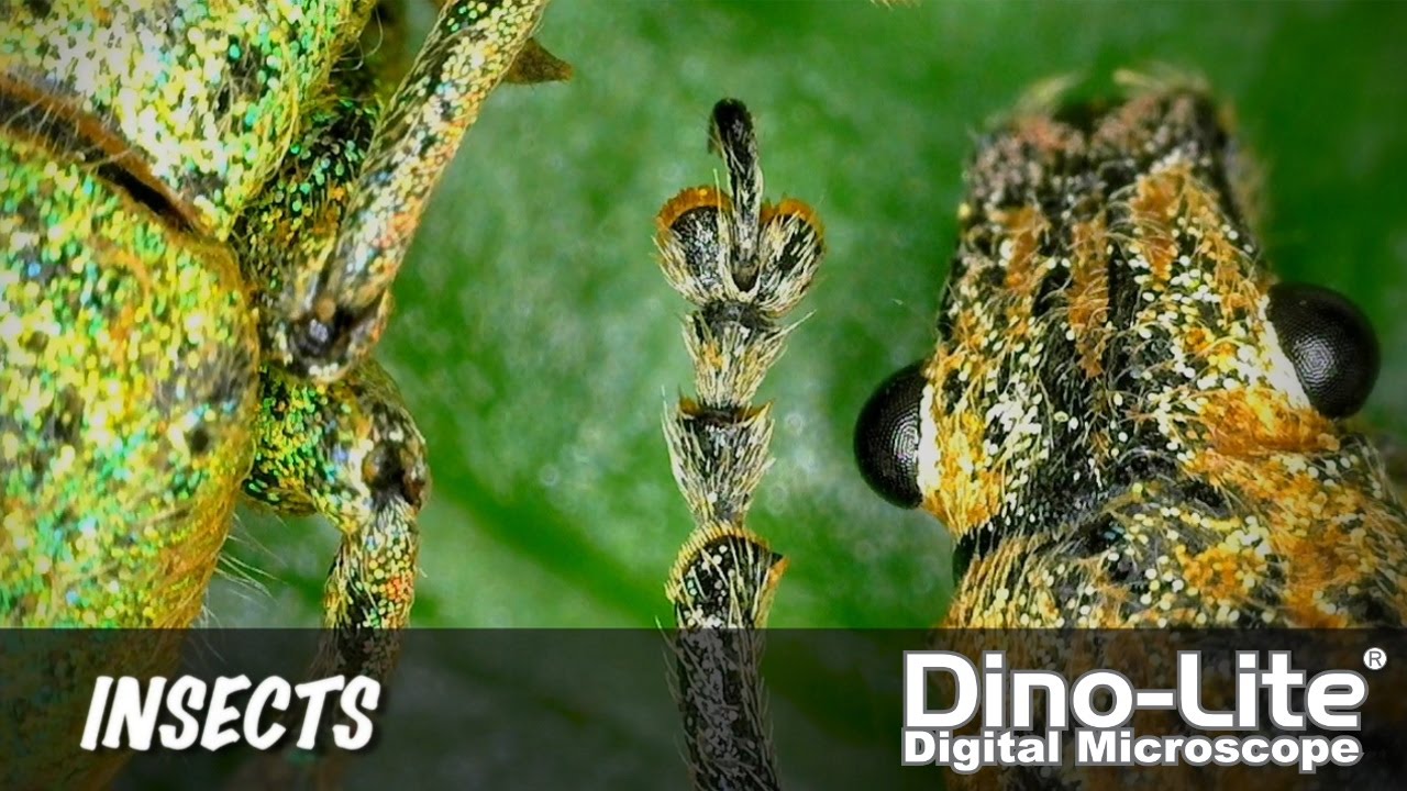 Dino-Lite Applications: Insects and Entomology - YouTube