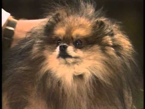 Pomeranian - AKC Dog Breed Series