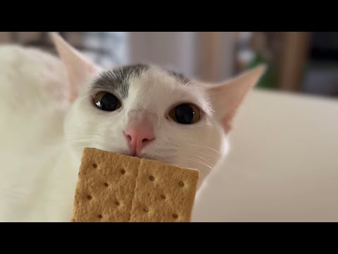 Gandalf the Cat & Her Monday Graham Cracker - May 30th - YouTube