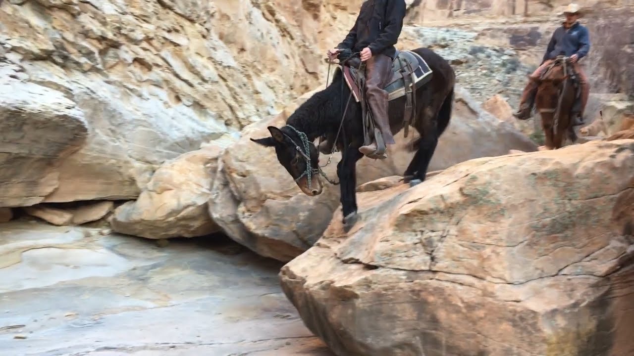Extreme Mule Riding - YouTube