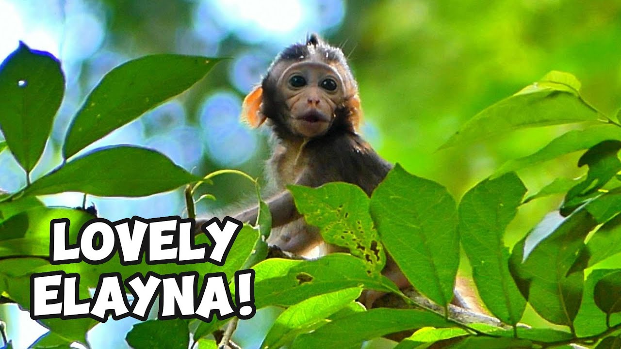 Tiny but Mighty! Adorable Elayna Shows Her Strength, @monkeyscorner ...