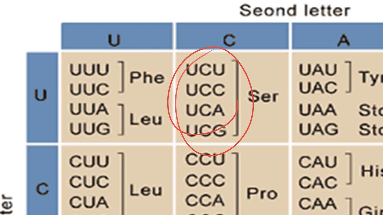 Molecular Basis of Inheritance - Genetic Code - YouTube