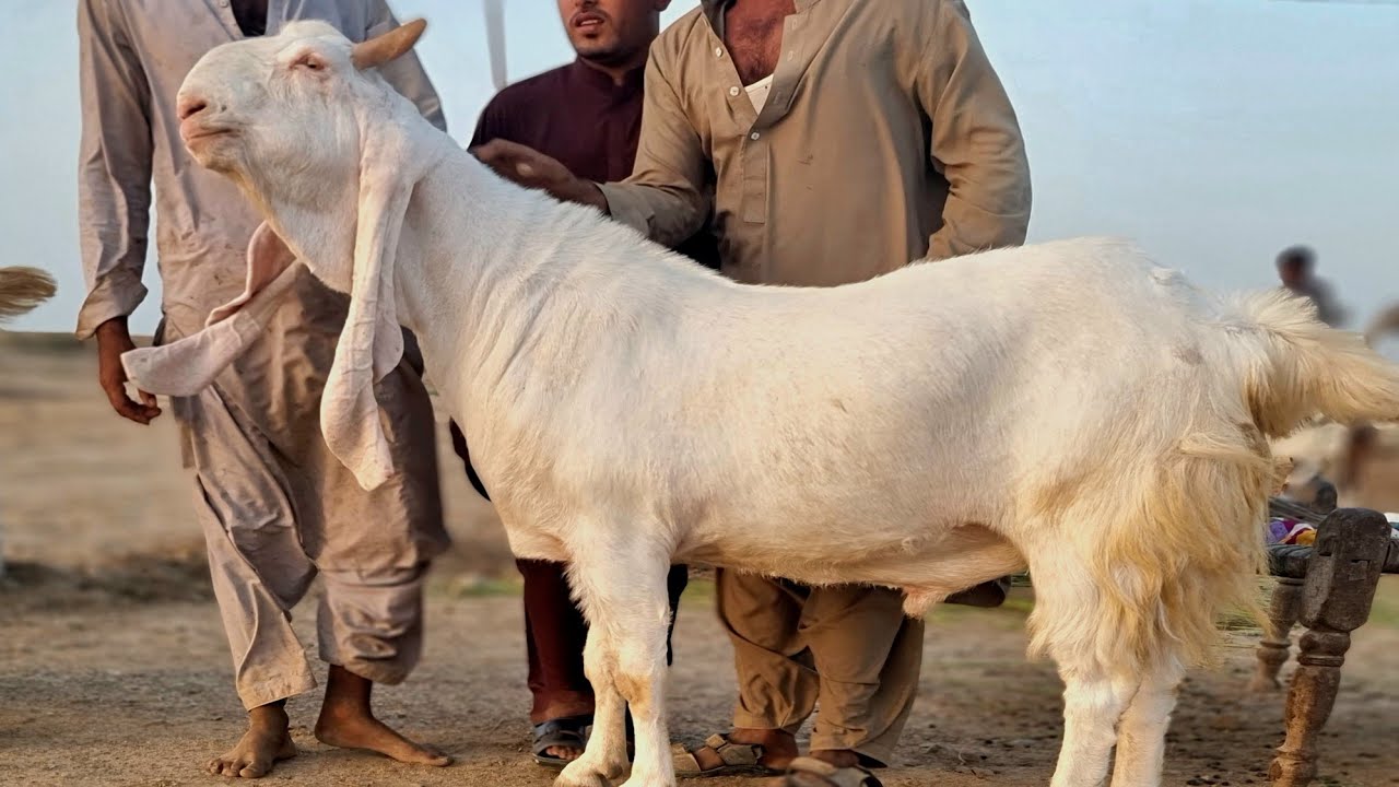 Worlds Biggest Gulabi Goat Mandi 2023 - YouTube