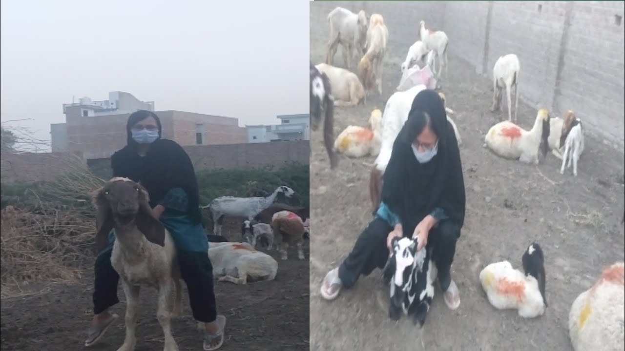 Sheep Riding Goat Riding Pony Riding ll Sheep Riding Girl ll aliza ...