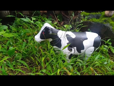 SAPI MAKAN RUMPUT,SAPI MOO,SAPI PERAH,SAPI LUCU,SAPI KURBAN - YouTube
