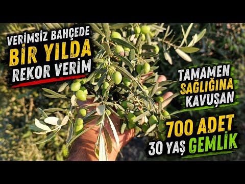 Verimsiz bahçede Bir yılda rekor verim ve  Tamamen sağlığına kavuşan 700 adet 30 yaş Gemlik 