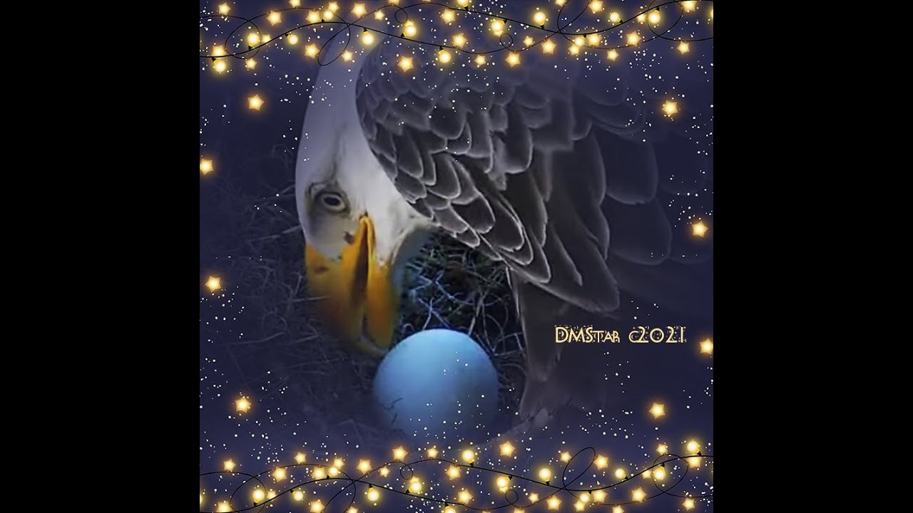 AEF NEFL Eagles ~ WELCOME TO THE HAMLET EGG #1 ~ CONGRATULATIONS Samson ...
