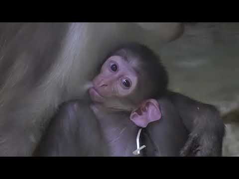 Rare Baby Mangabey Monkey Born At Spanish Zoo - YouTube