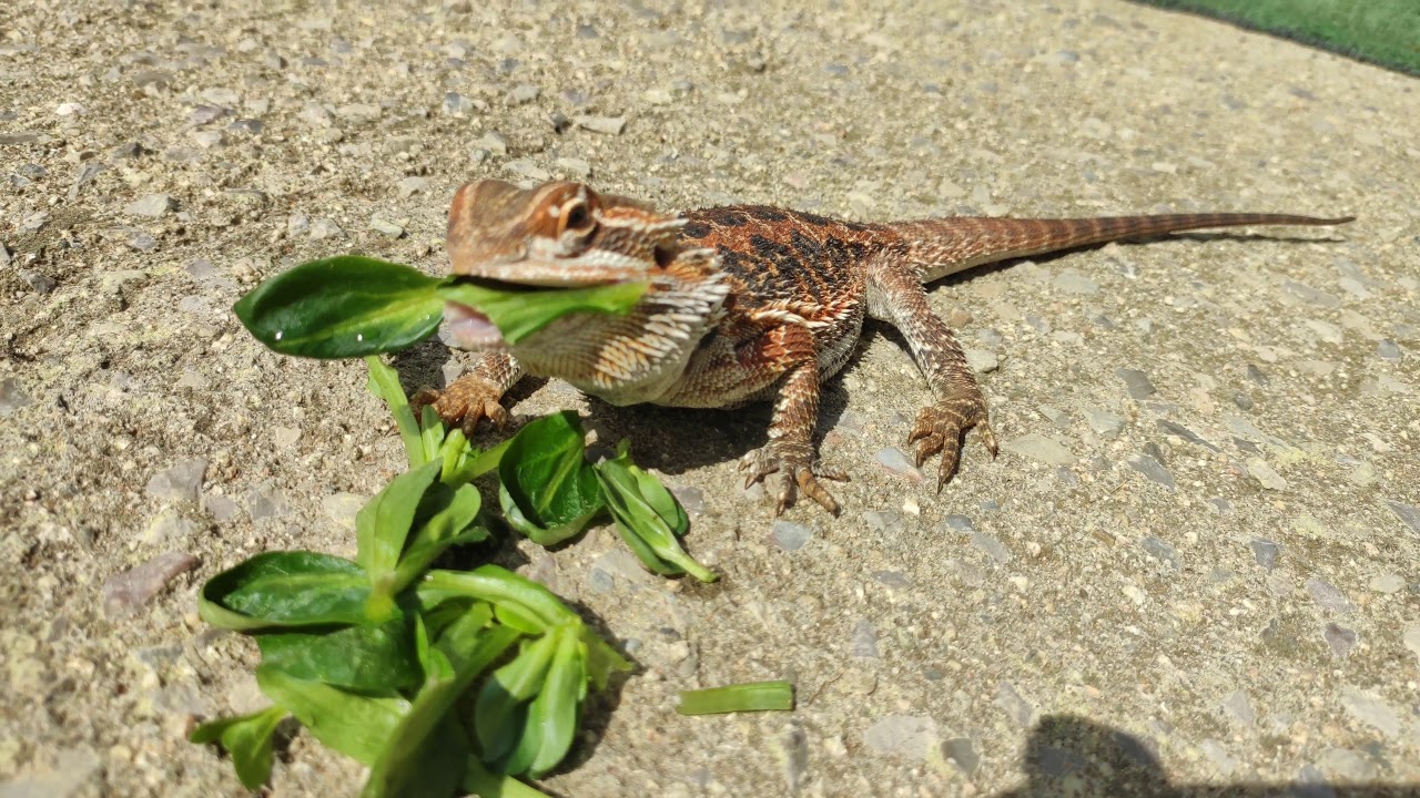 MOWLY MENJAN VERDURES!! - YouTube