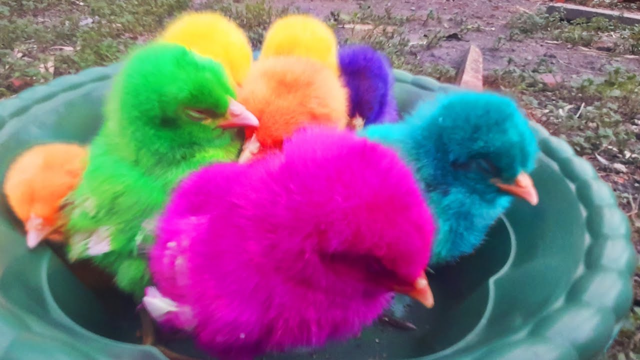menangkap anak ayam lucu, ayam warna warni, marmut dan bebek lucu - YouTube