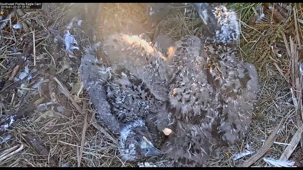 SWFL~Preening, Relaxing, Pin feathers, E13 attacks E12 2019/01/22 - YouTube