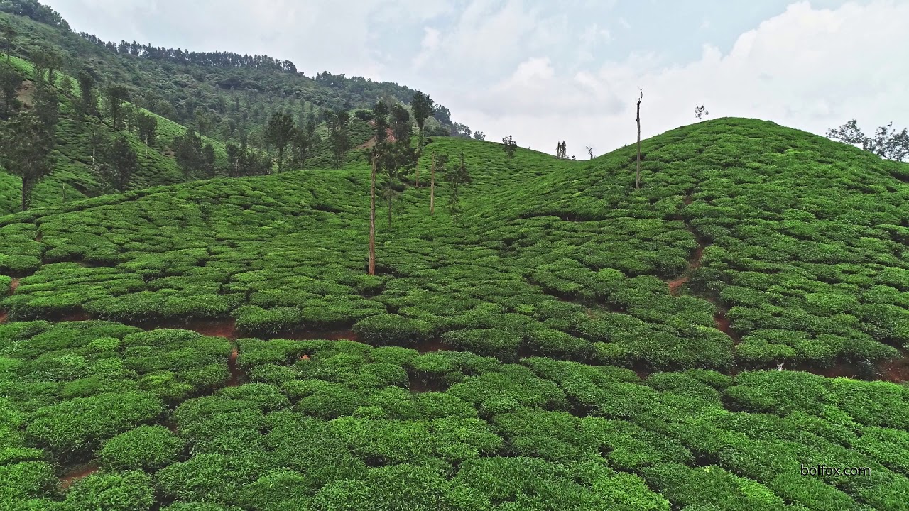 Samse, Kalasa tea estate (Kudremukh, nature at its best) - YouTube