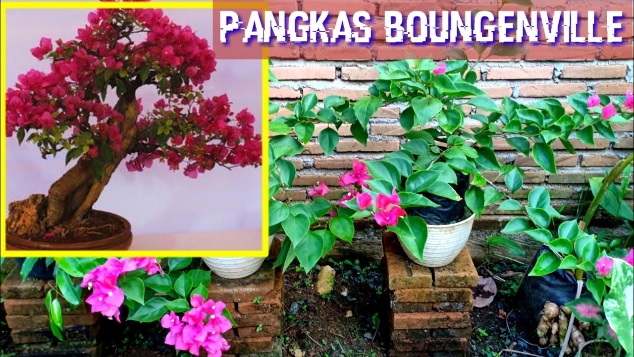 Membentuk Bunga Kertas Agar Lebih Menarik Dalam Pot | Bougenville Bahan ...