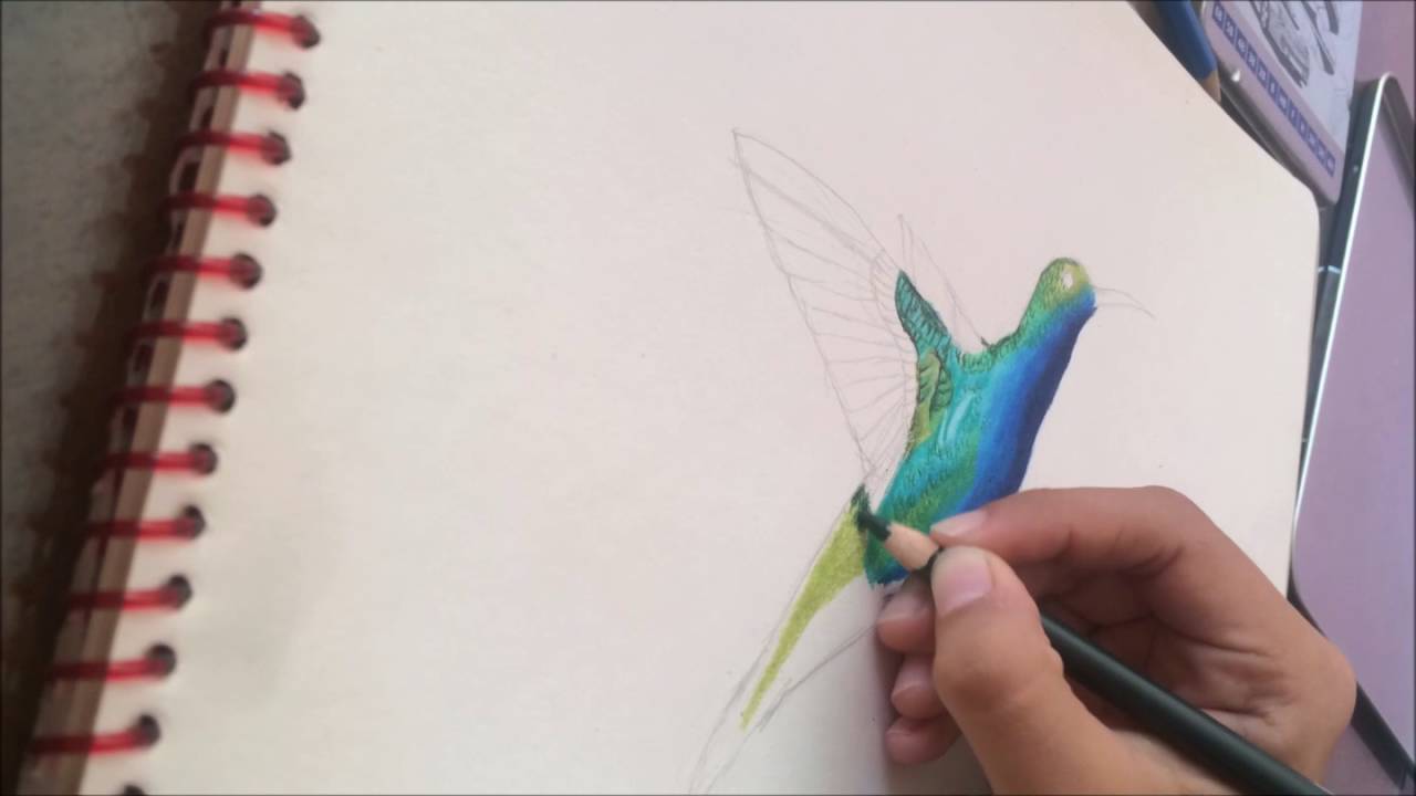 HUITZIL | Dibujo | colibrí - YouTube