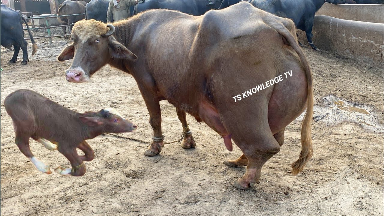 World Biggest Udder Red Buffaloes Haji Shaukat Doggar Sb, Billu Gujjar ...