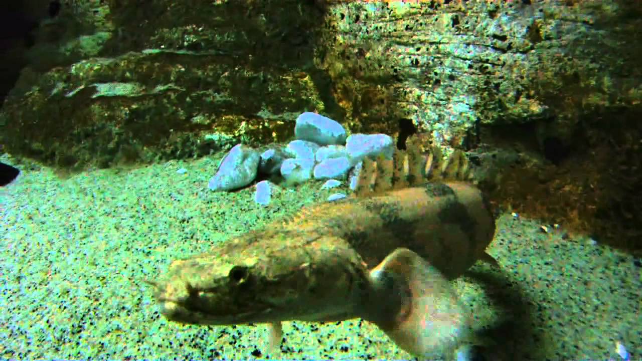 Pez Dragon Africano (Bichir weeksii) - YouTube