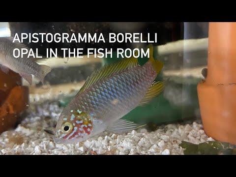 Apistogramma borelli Opal in the fish room - YouTube