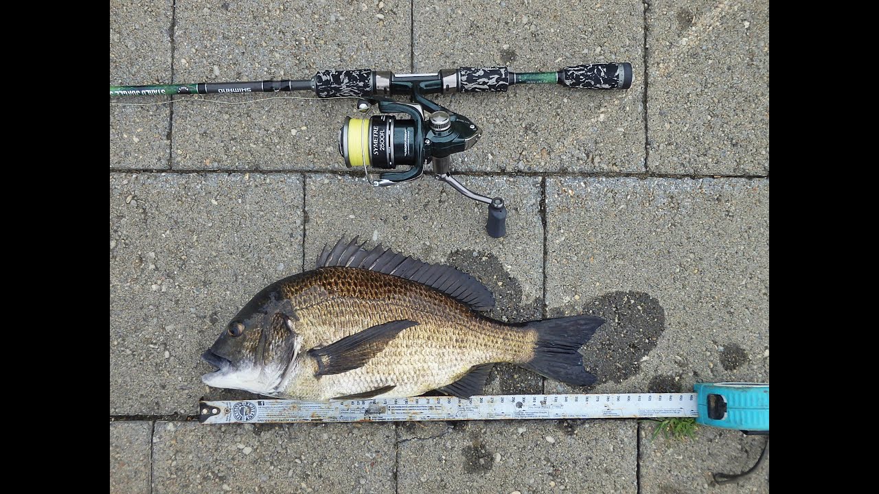Quest for the 40cm Bream | Getting Closer! | Episode 4 - YouTube