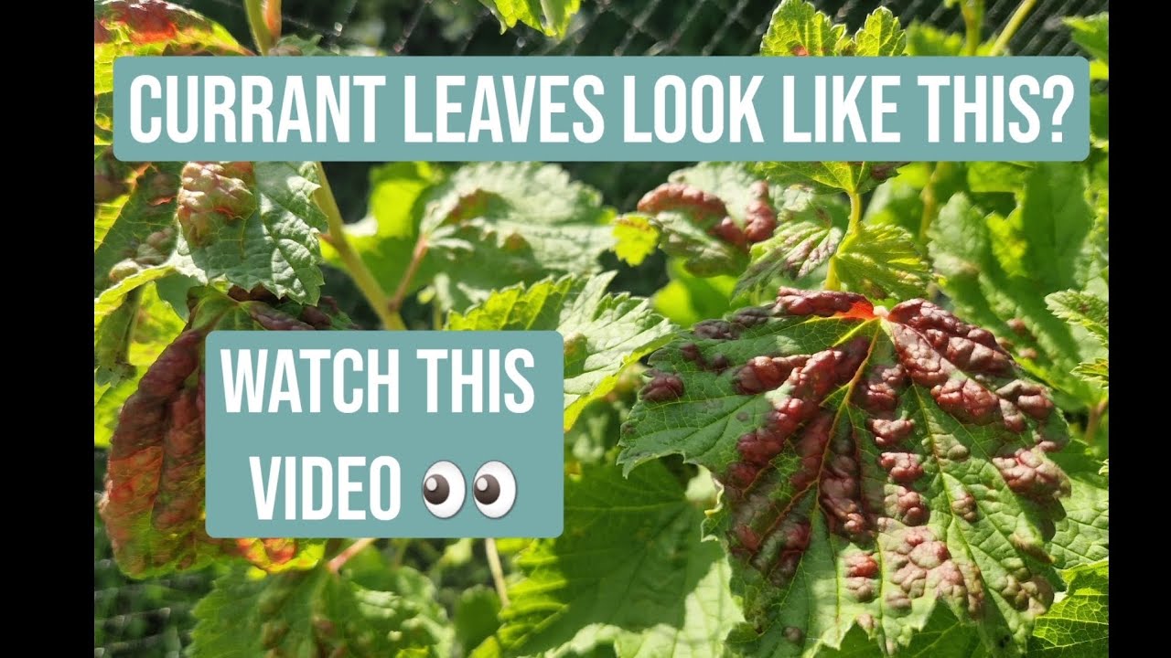 🍃🍂 CURRANT BLISTER APHID || GOOD NEWS!! || ALLOTMENT GARDEN || MAY 2023 ...