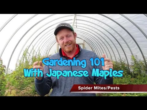 Why Isn't My Japanese Maple Giving Good Fall Color? | Gardening 101 |