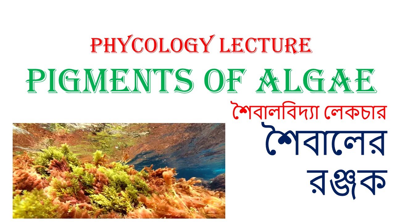 Phycology Lecture: Pigments of algae// শৈবালবিদ্যা লেকচার: শৈবালের ...