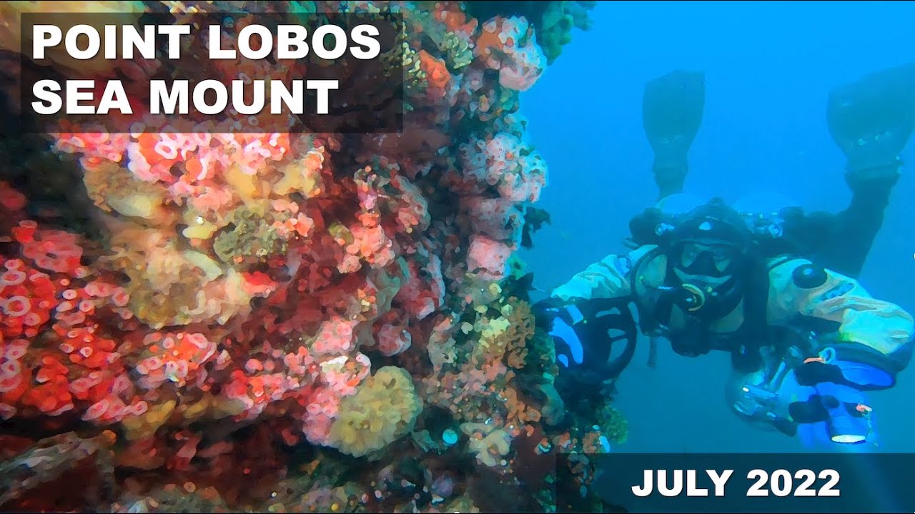 Diving Sea Mount, Point Lobos, July 2022 - YouTube