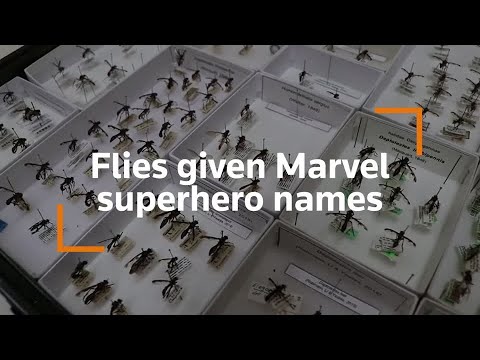 Fly species named after Marvel superheroes - YouTube